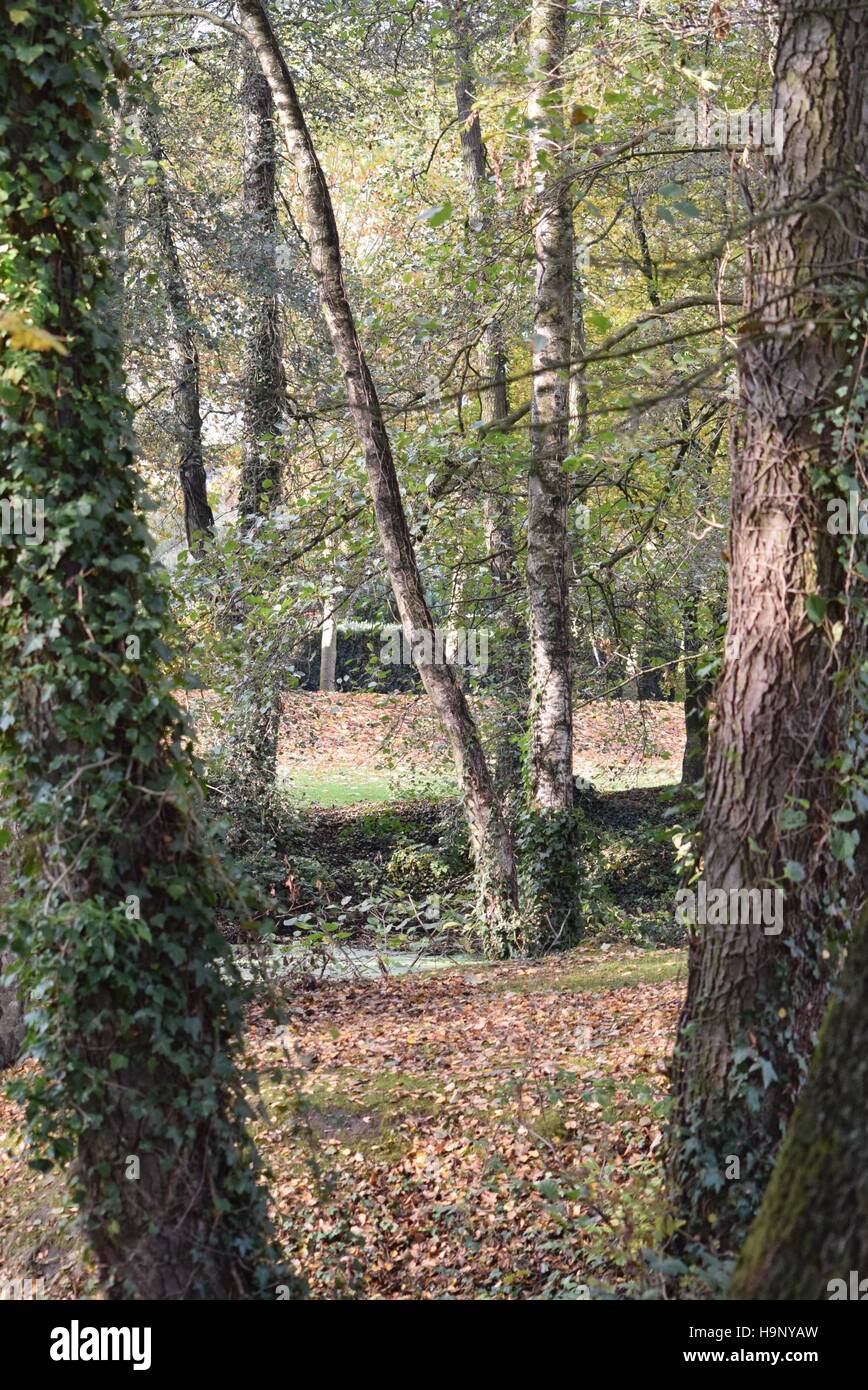 Pathways through trees hi-res stock photography and images - Alamy