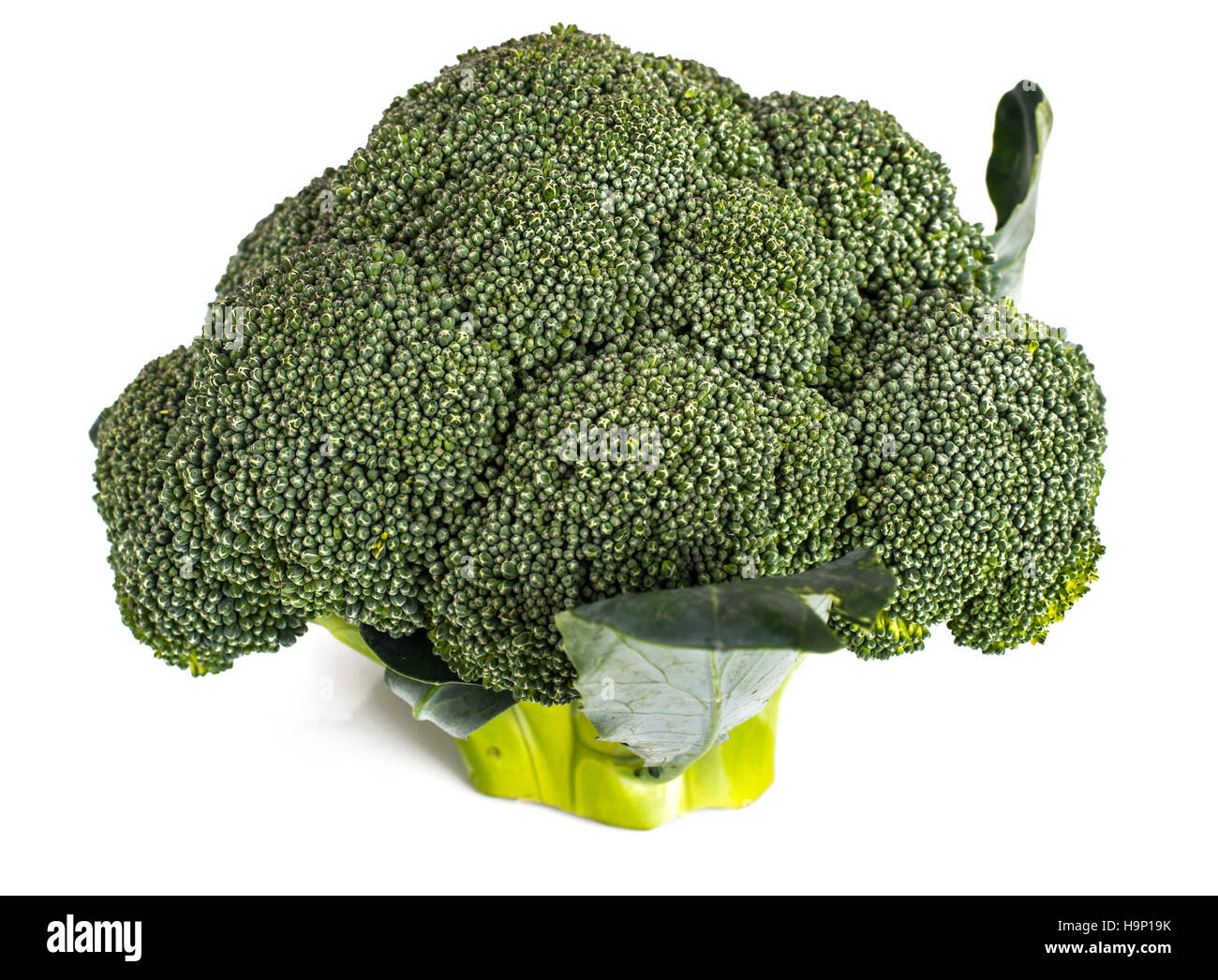 Small head of broccoli on a white background Stock Photo - Alamy