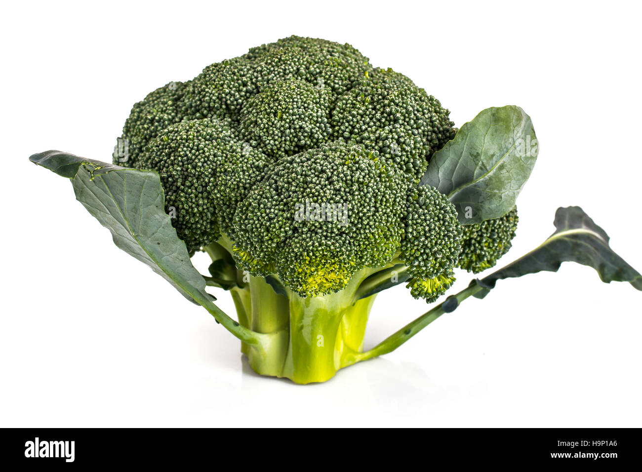 Small head of broccoli on a white background Stock Photo - Alamy