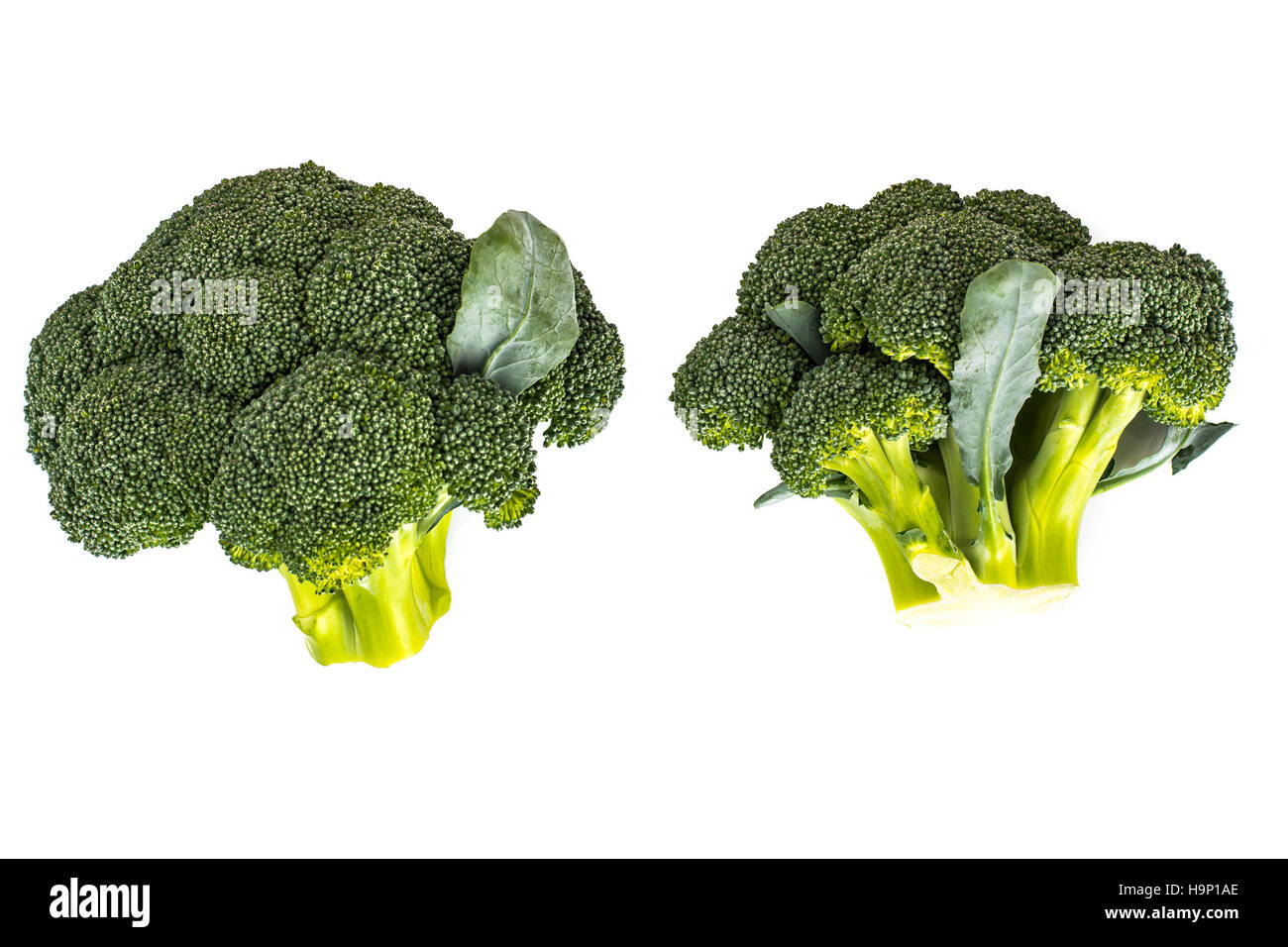 Small head of broccoli on a white background. Studio Photo Stock Photo ...