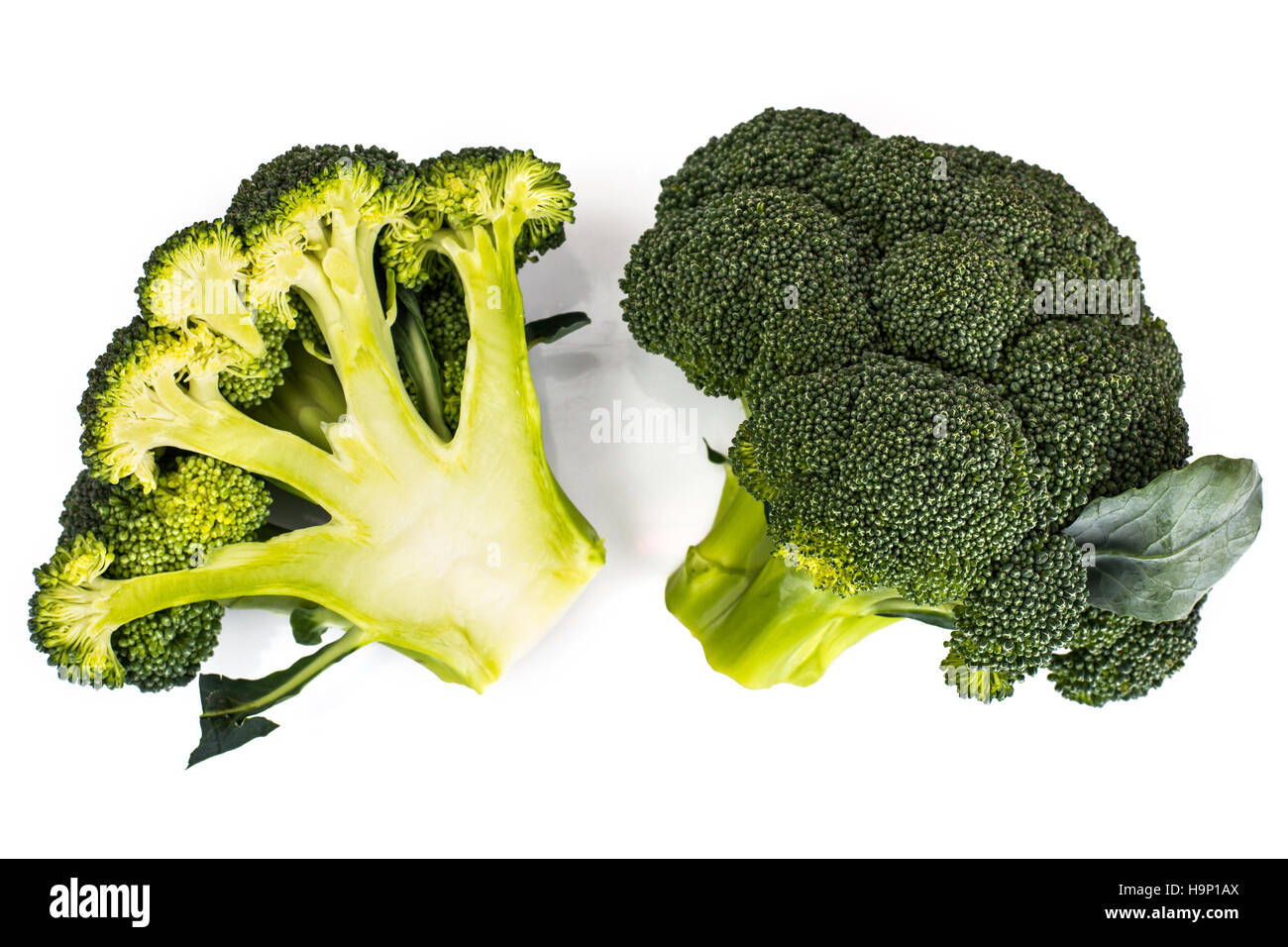 Small head of broccoli on a white background. Studio Photo Stock Photo ...