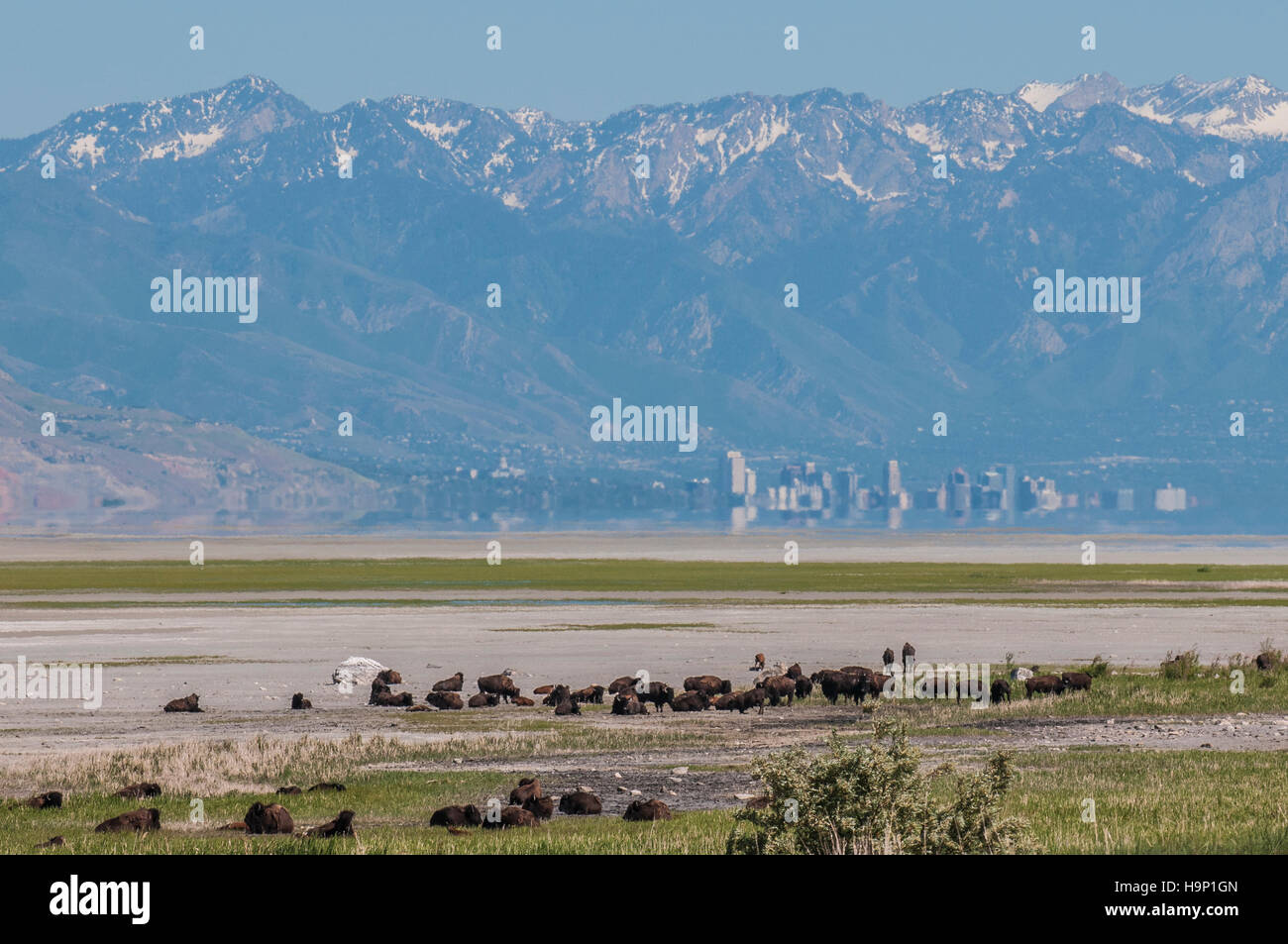 Buffalo (bison) herd with Salt Lake City and the Wasatch Mountains ...
