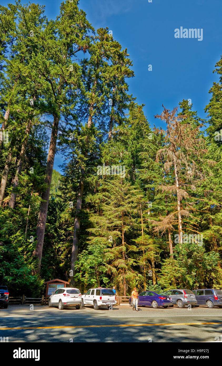 huge Douglas-fir trees in Cathedral Grove, MacMillan Provincial Park ...