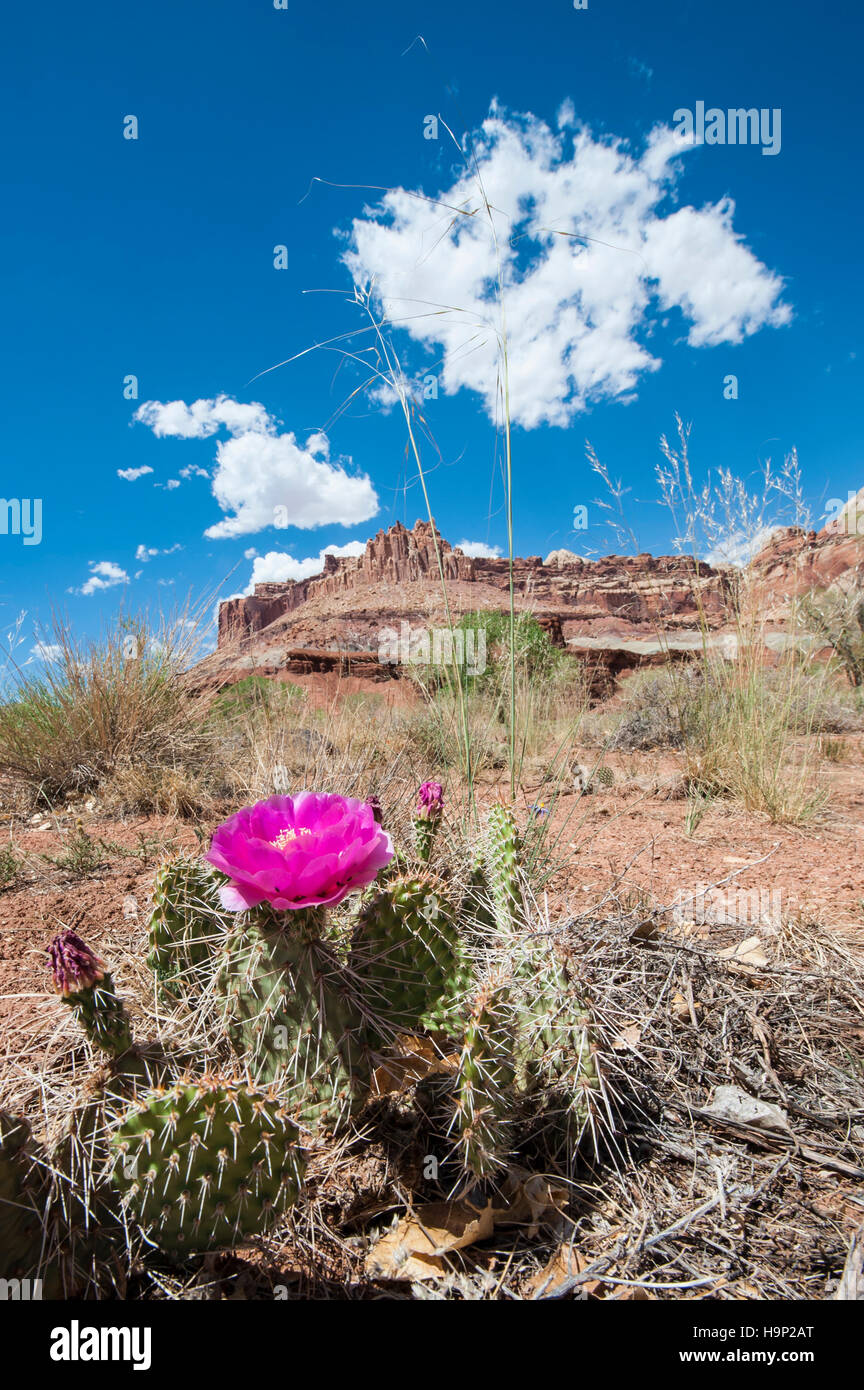 Beehive cactus hi-res stock photography and images - Alamy