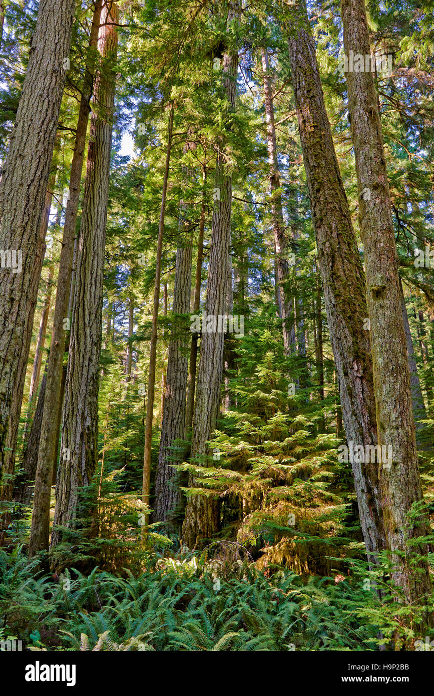 huge Douglas-fir trees in Cathedral Grove, MacMillan Provincial Park ...