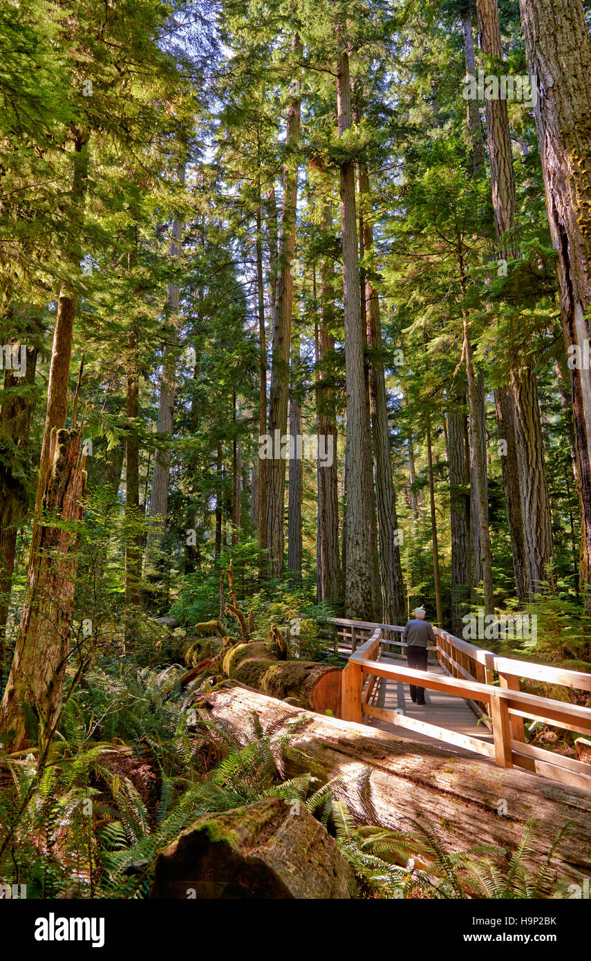 huge Douglas-fir trees in Cathedral Grove, MacMillan Provincial Park ...