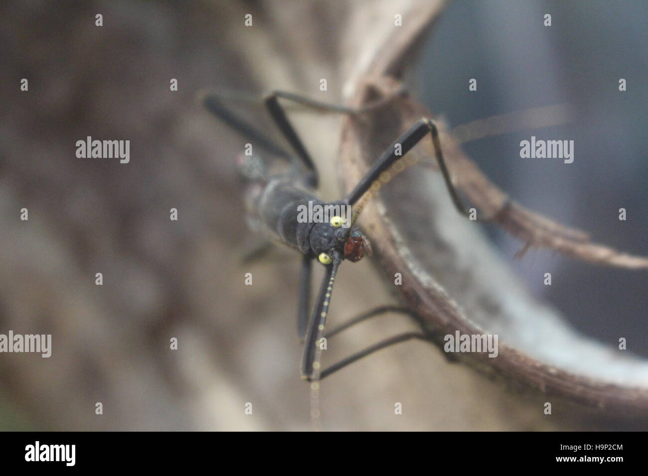 Reptile zoo hi-res stock photography and images - Alamy