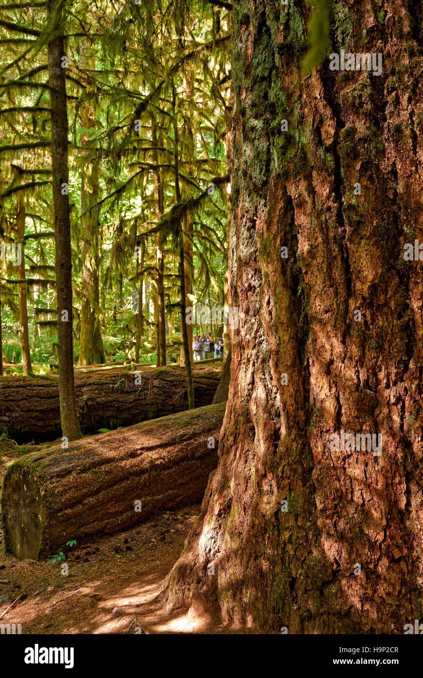huge Douglas-fir trees in Cathedral Grove, MacMillan Provincial Park ...