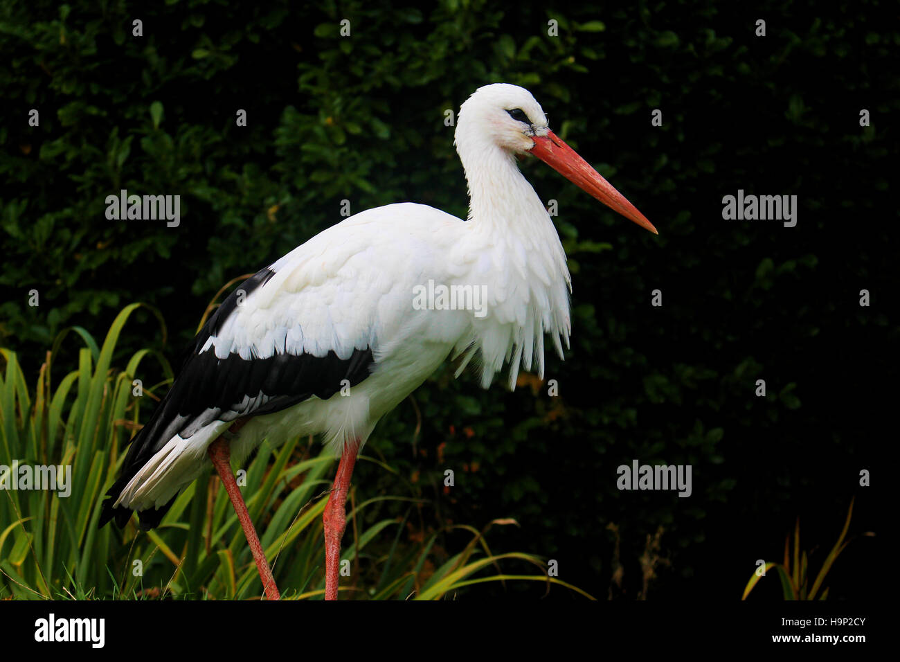 Standing Stork High Resolution Stock Photography and Images - Alamy