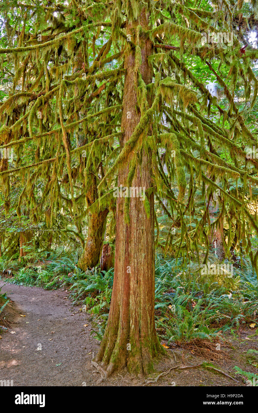 huge Douglas-fir trees in Cathedral Grove, MacMillan Provincial Park ...