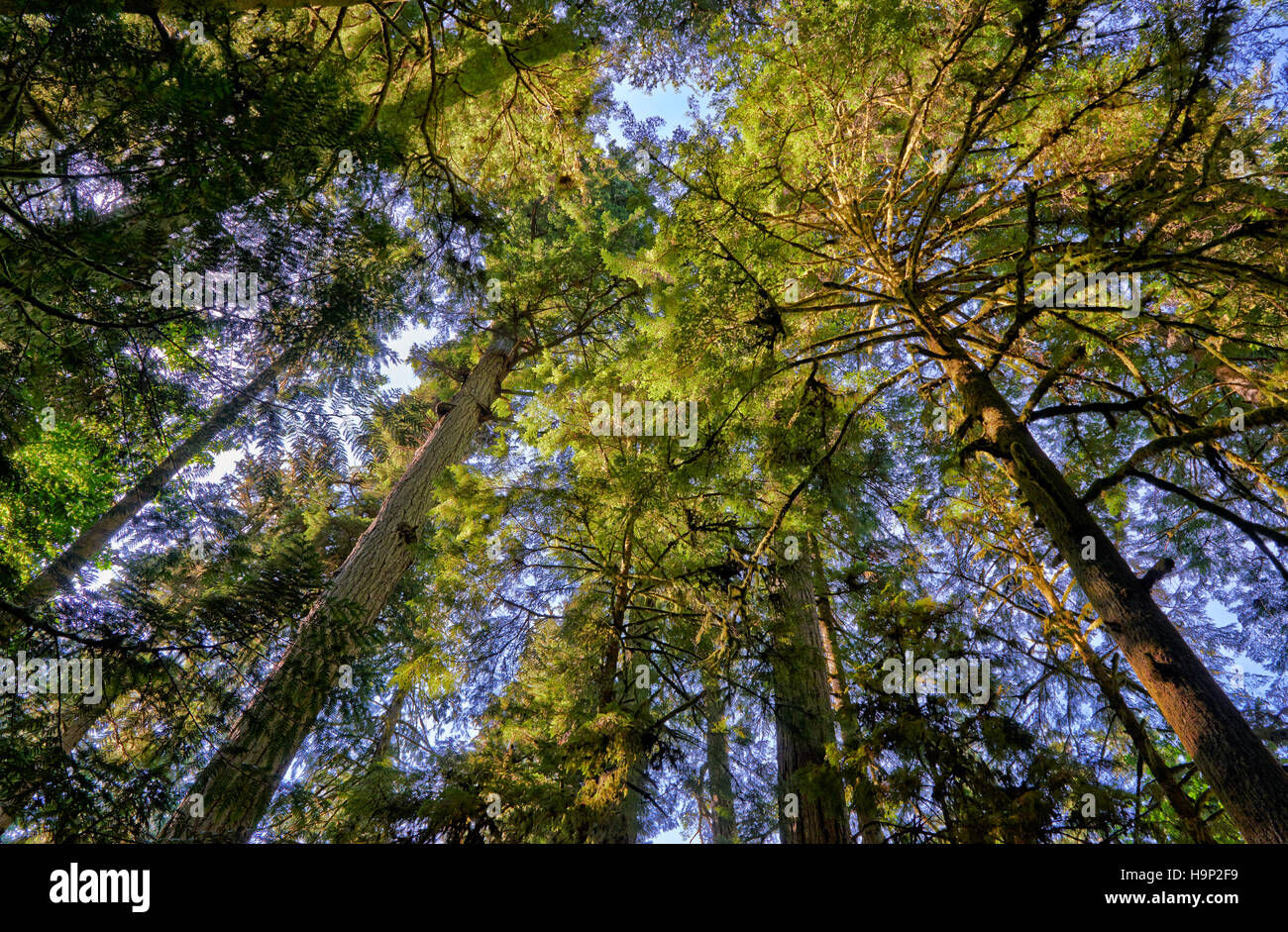 huge Douglas-fir trees in Cathedral Grove, MacMillan Provincial Park ...