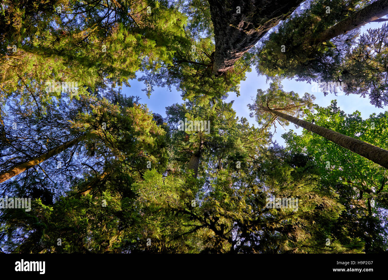 huge Douglas-fir trees in Cathedral Grove, MacMillan Provincial Park ...