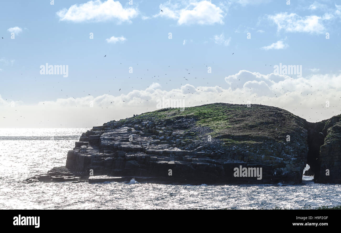 Birds flying while Sun shines on bird island in Maberly, Newfoundland ...