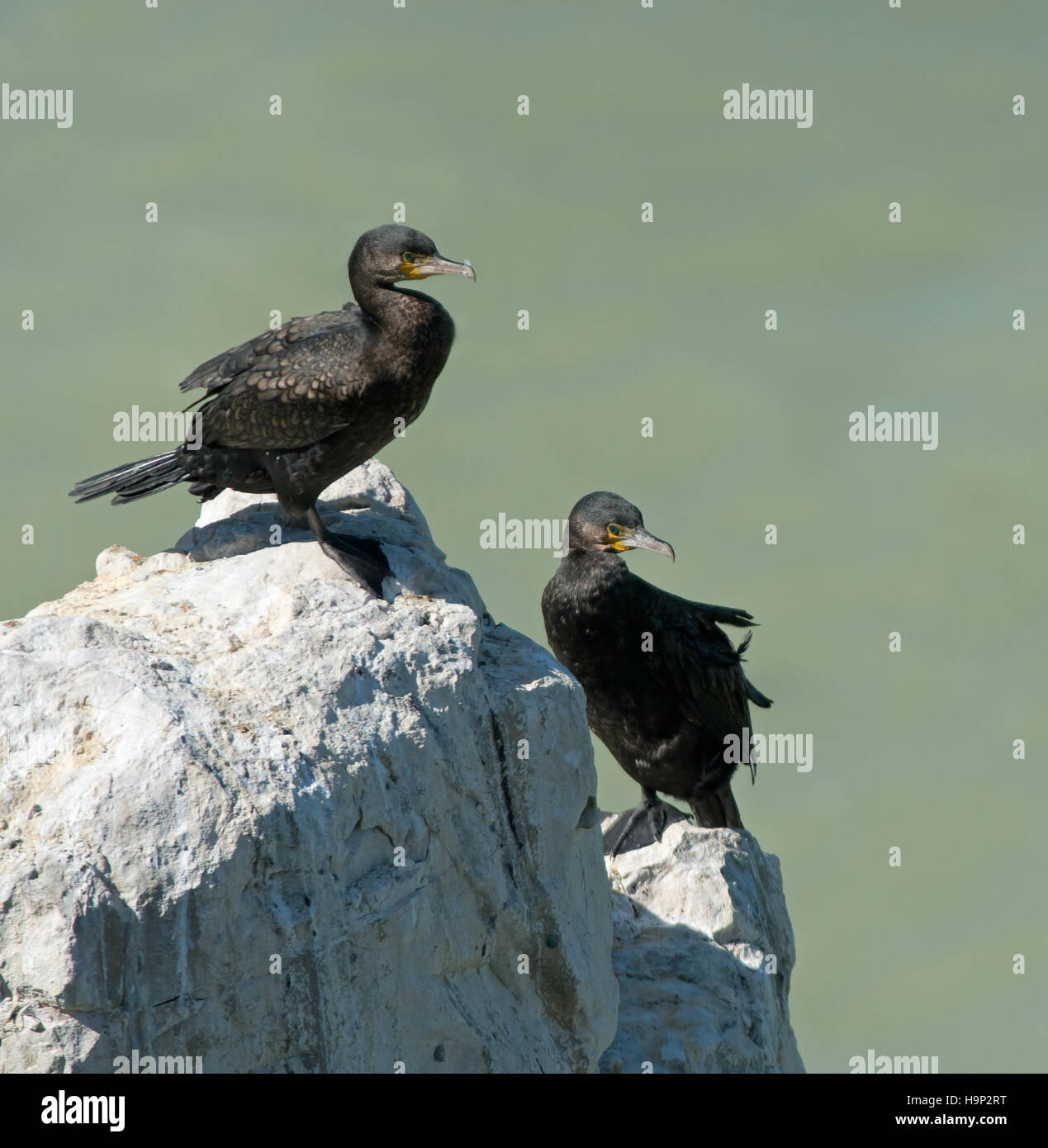 Phalacrocorax carbo cormorant pair hi-res stock photography and images - Alamy