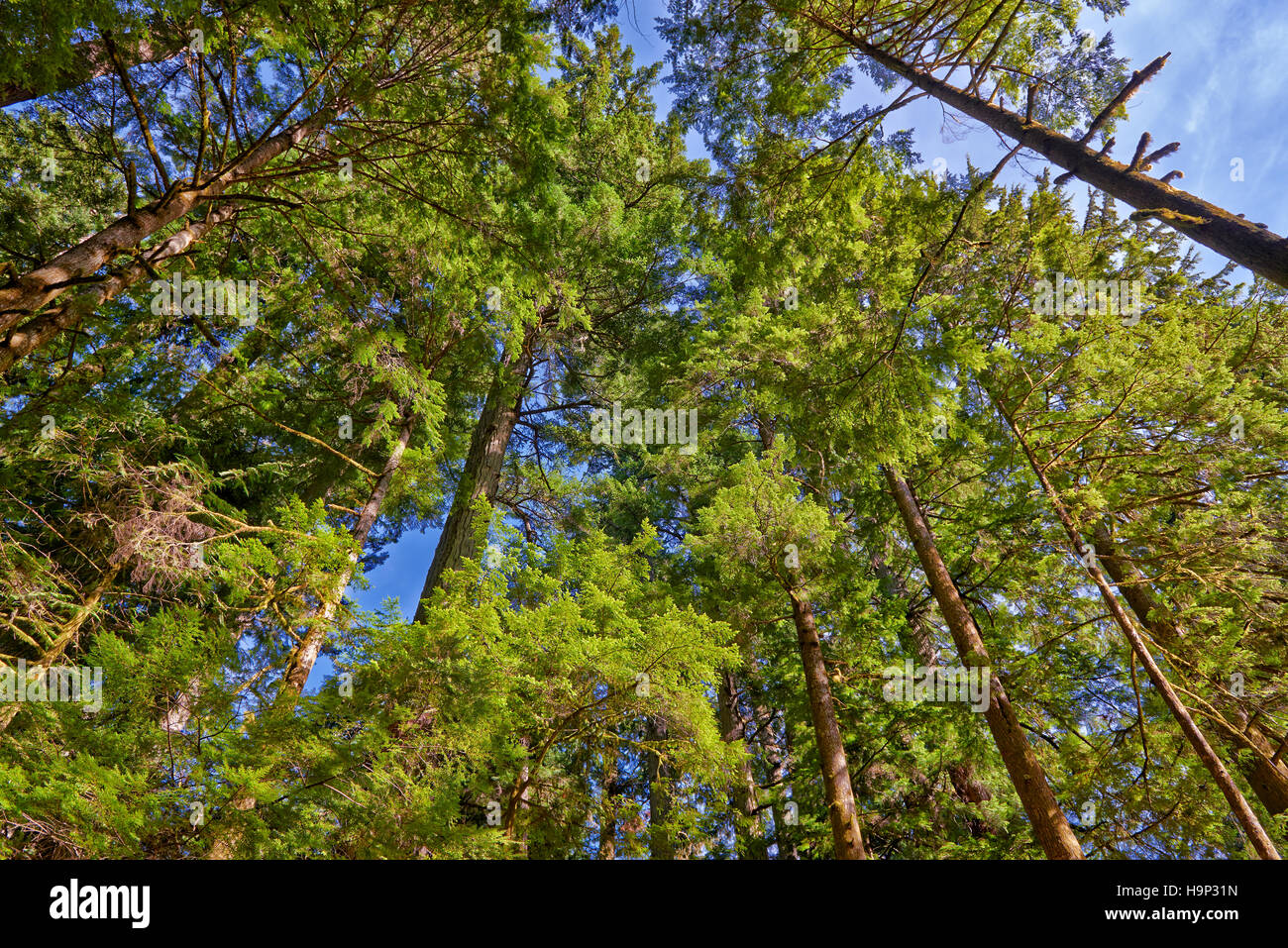 huge Douglas-fir trees in Cathedral Grove, MacMillan Provincial Park ...