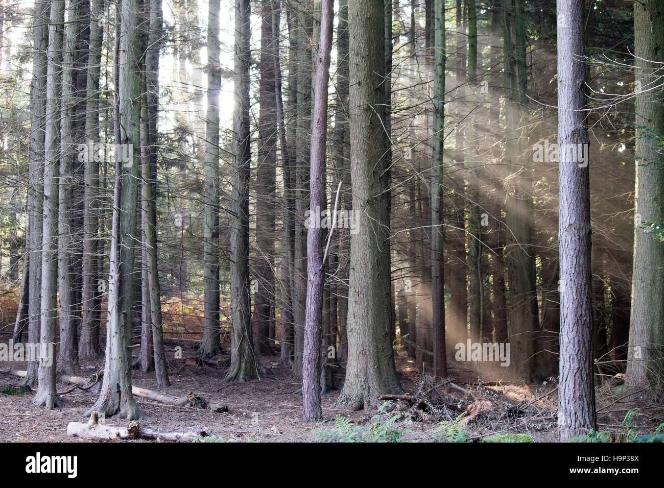 Autumn forest early morning hi-res stock photography and images - Alamy