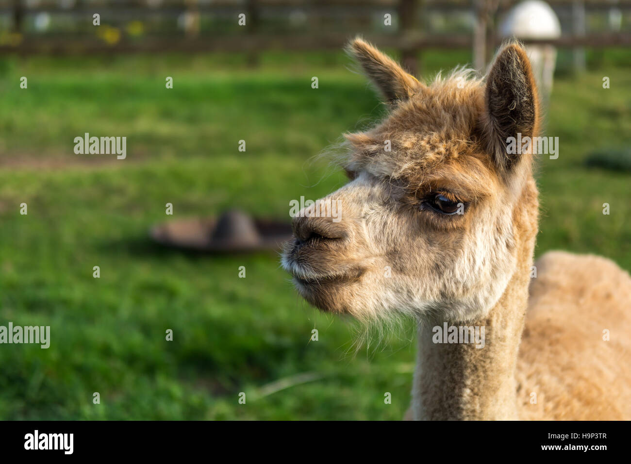 Alpaca background hi-res stock photography and images - Alamy
