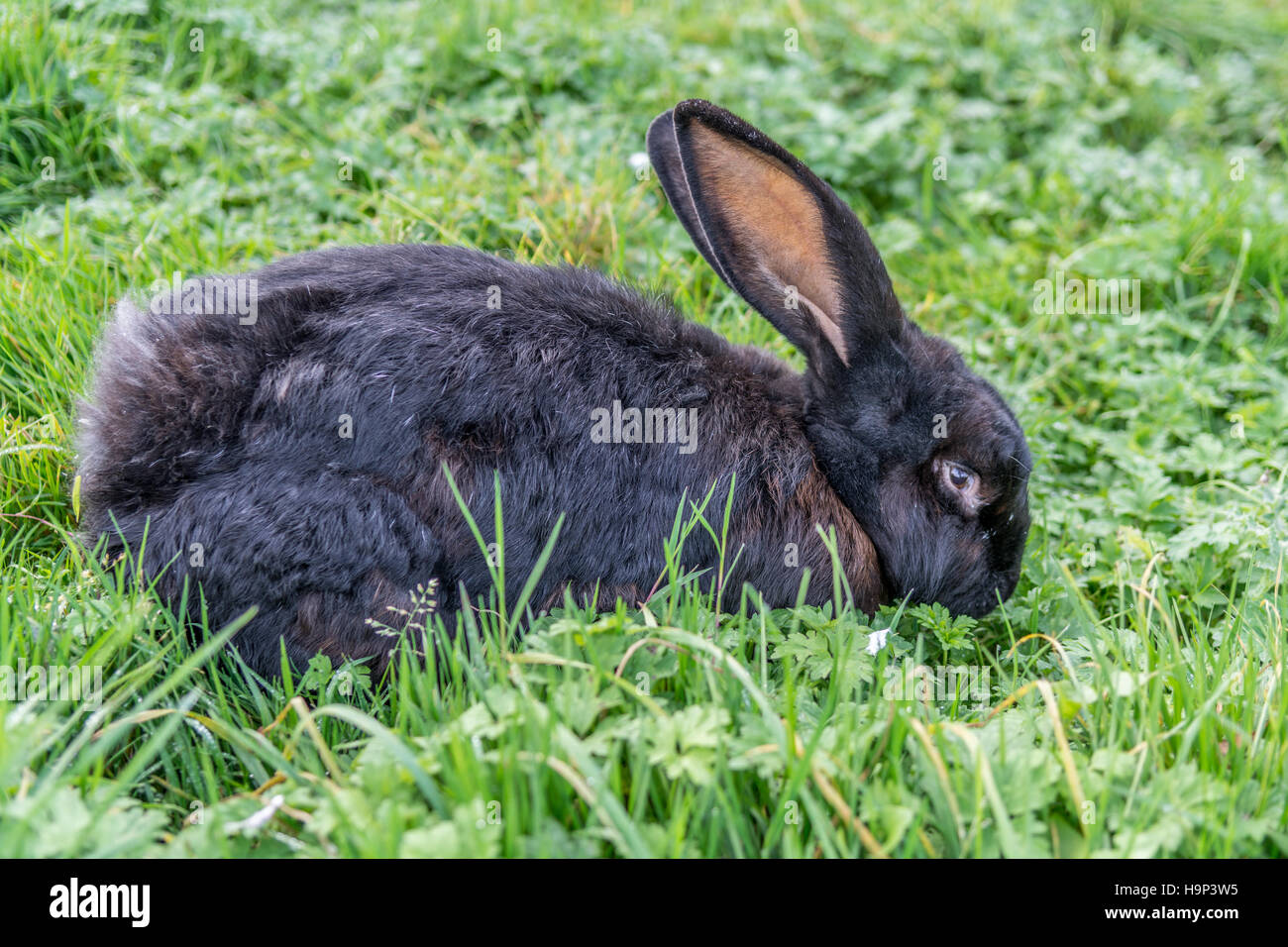 Large rabbit hi-res stock photography and images - Alamy