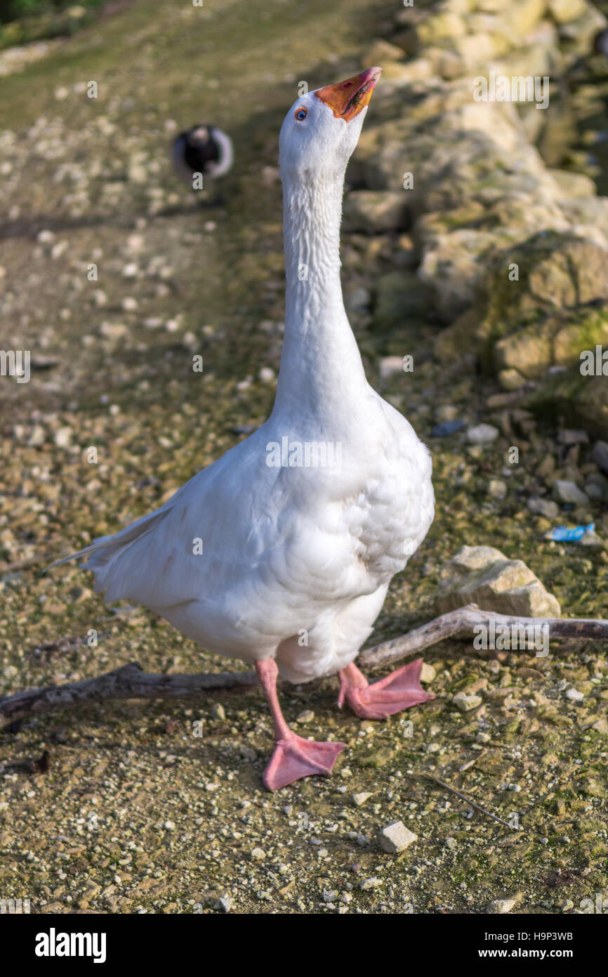 Angry goose hi-res stock photography and images - Alamy
