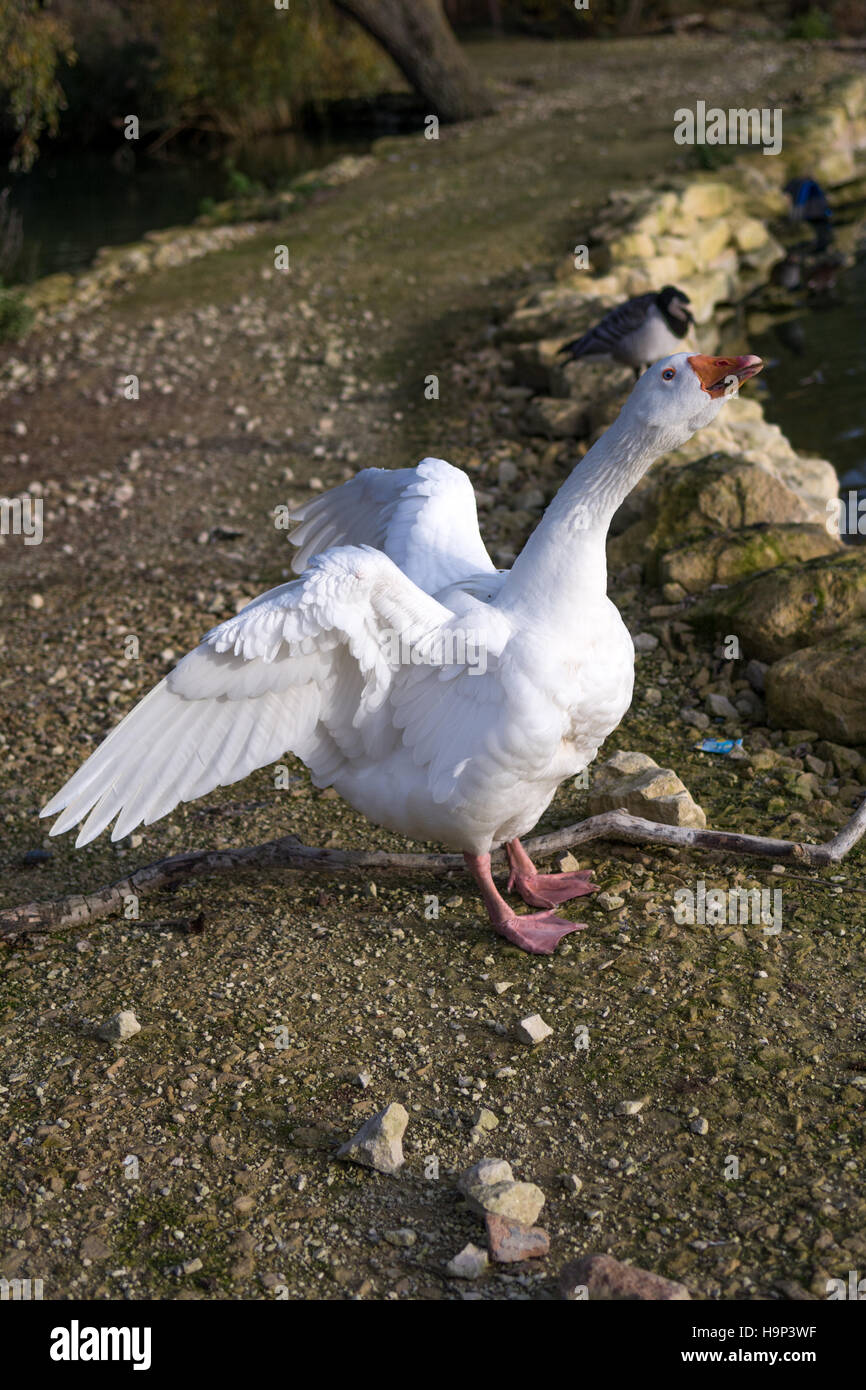 Angry goose hi-res stock photography and images - Alamy