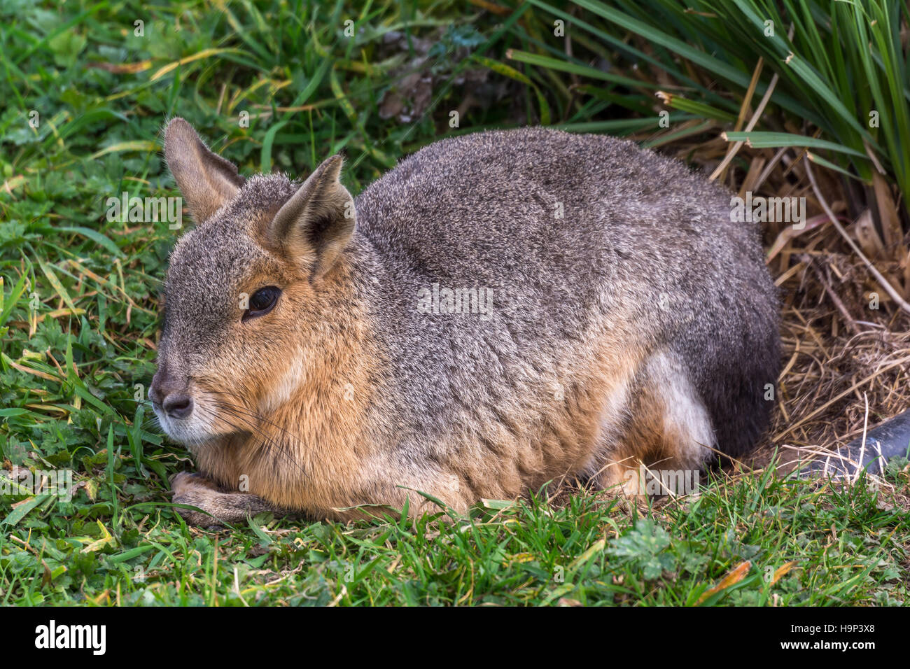 Cavy Alone sitting outside Stock Photo - Alamy