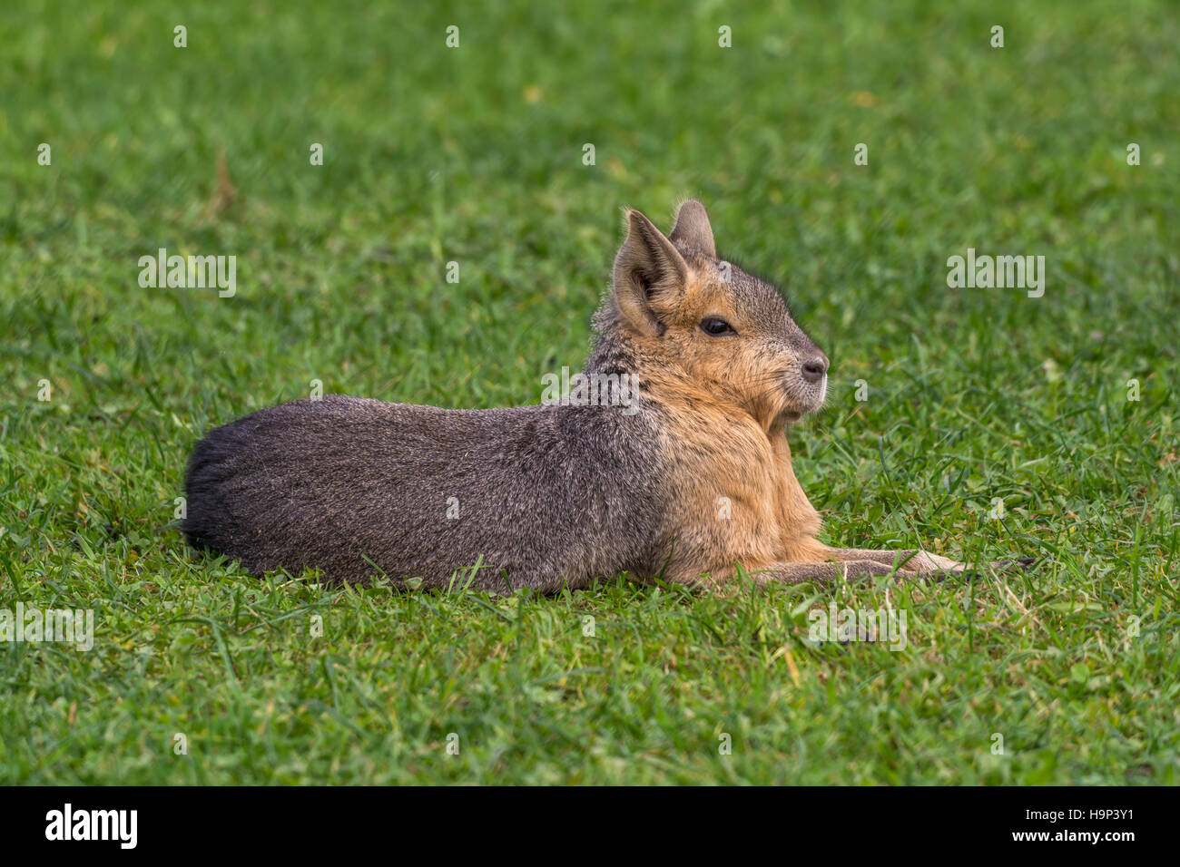 The cavy hi-res stock photography and images - Alamy