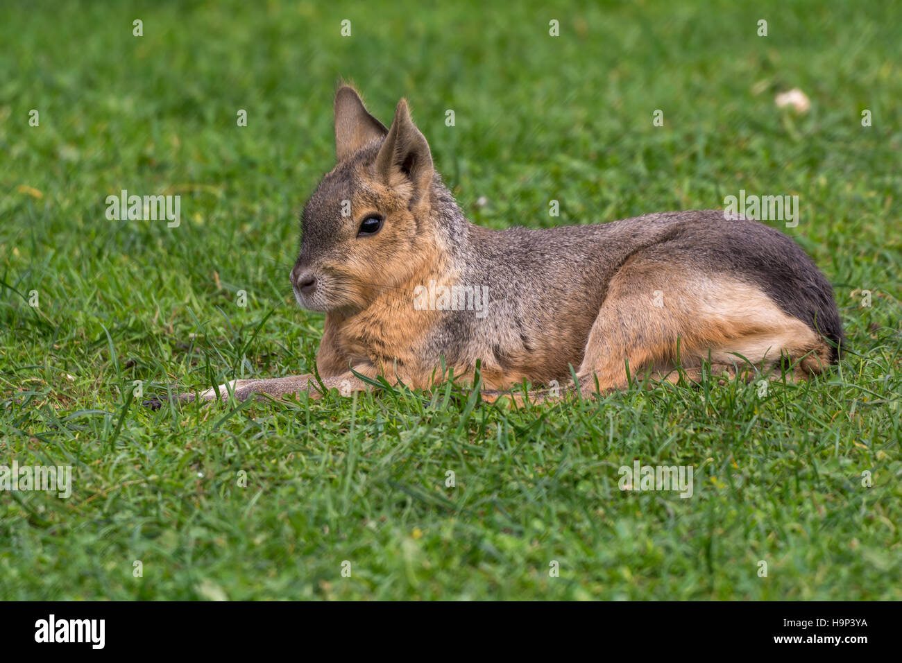 One leg jump hi-res stock photography and images - Alamy
