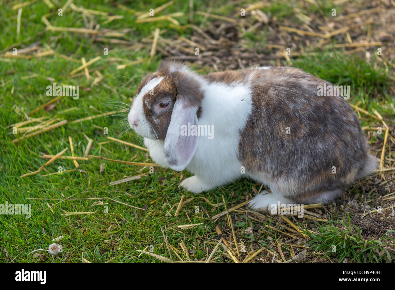 Floppy Eared Rabbit Stock Photo - Alamy