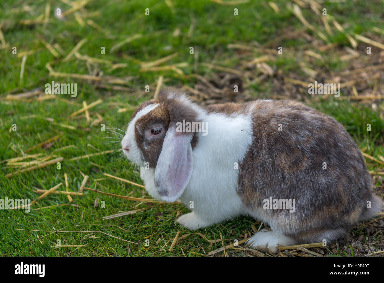 Floppy Eared Rabbit Stock Photo - Alamy