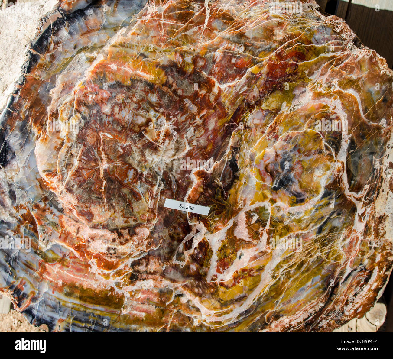 Cross section of petrified wood rock, Ruby, Bryce Canyon National Park ...