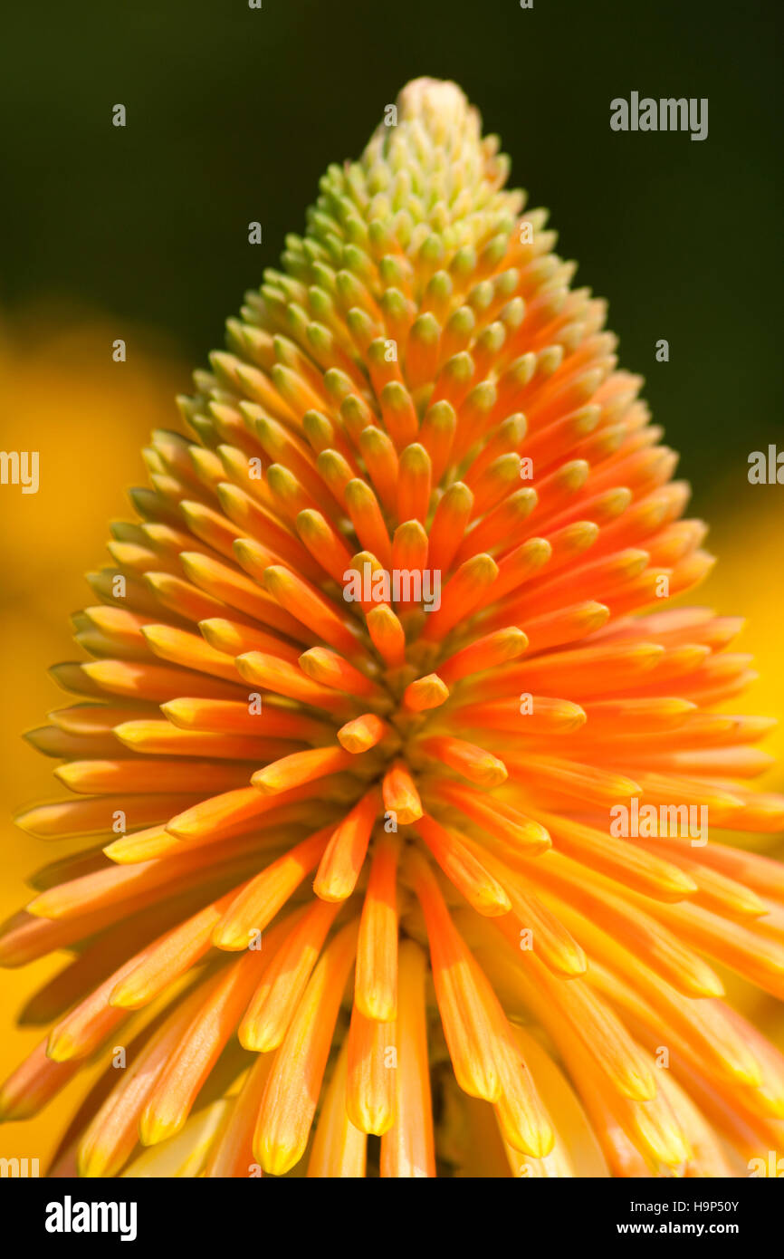 Kniphofia September High Resolution Stock Photography and Images - Alamy