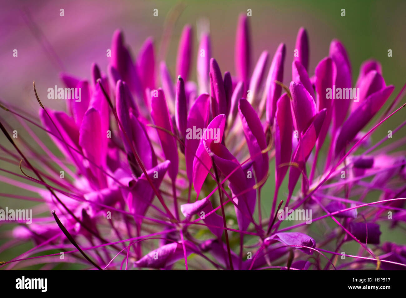 Pink fluted flower hi-res stock photography and images - Alamy