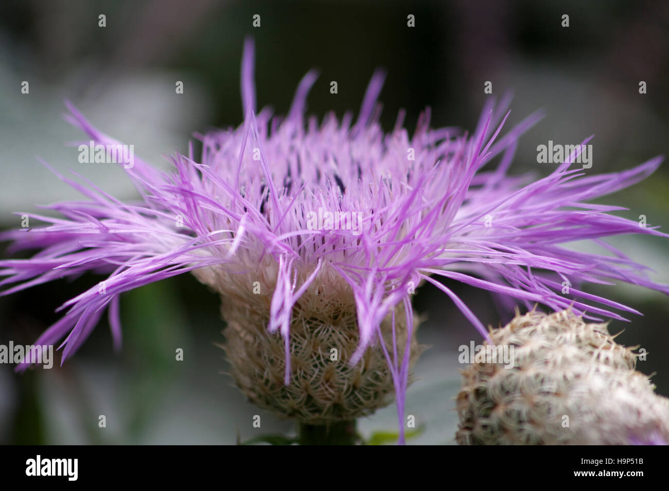 Thistle stages hi-res stock photography and images - Alamy