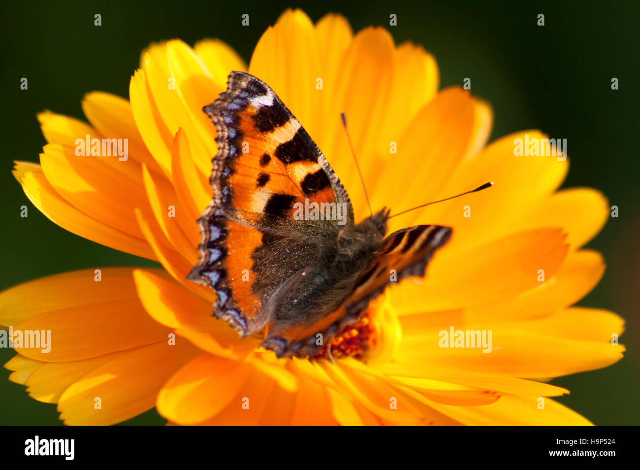 Small Tortoiseshell Butterfly (Aglais urticae Stock Photo - Alamy