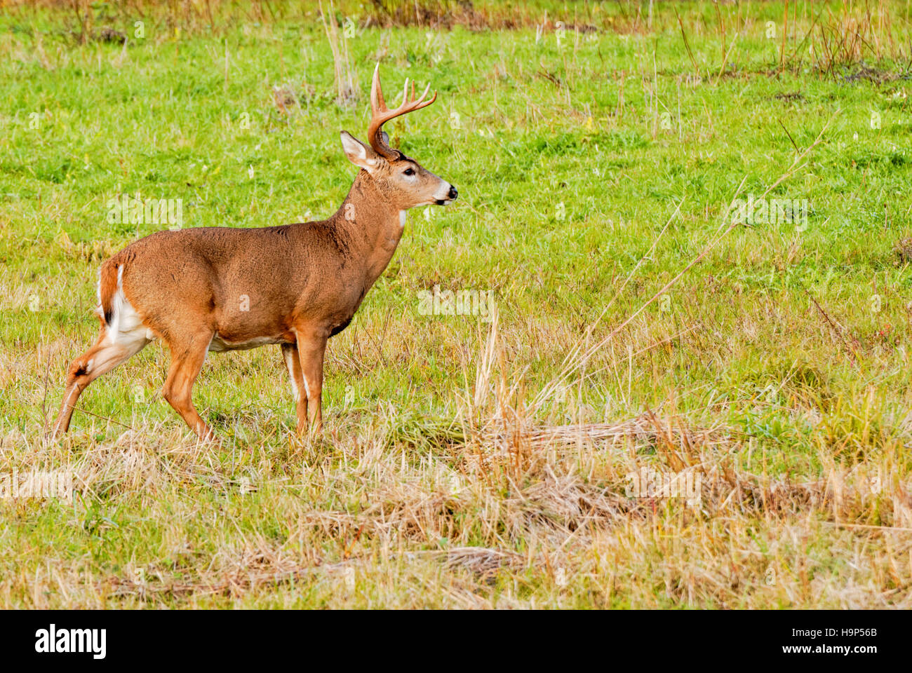 Whitetail Deer Buck standing in a field Stock Photo - Alamy