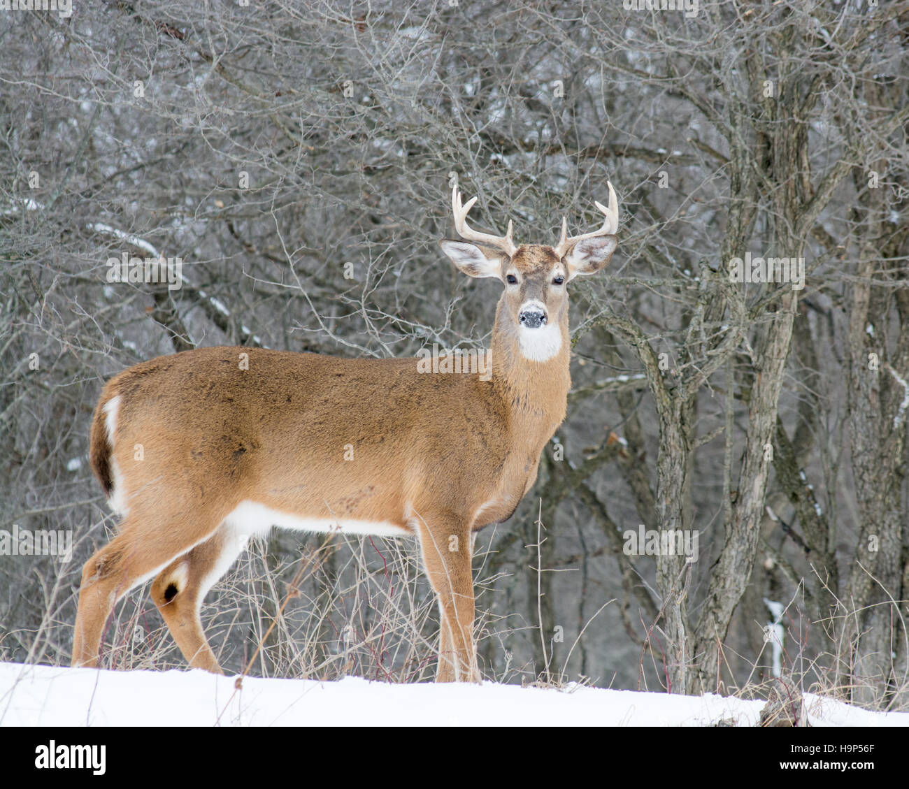 Whitetail Deer Buck standing in the snow Stock Photo - Alamy