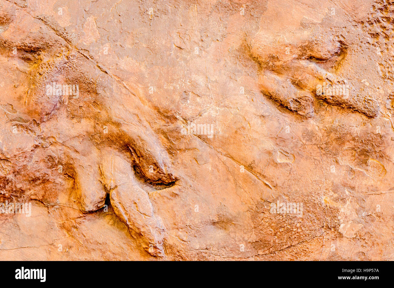 Dinosaur tracks at Dinosaur Discovery, Johnson Farm, St. George, Utah ...