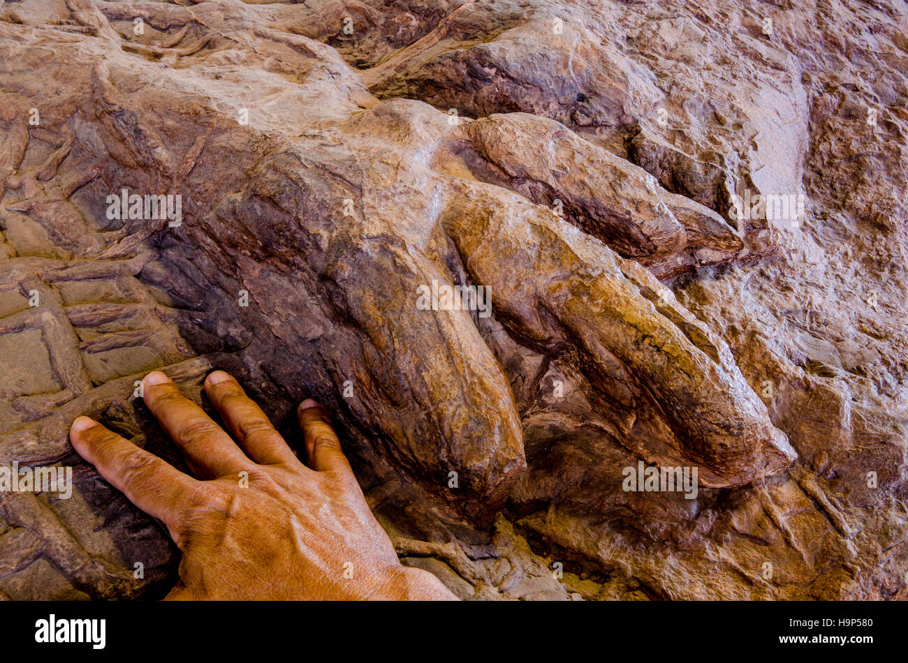 Dinosaur tracks at Dinosaur Discovery, Johnson Farm, St. George, Utah ...