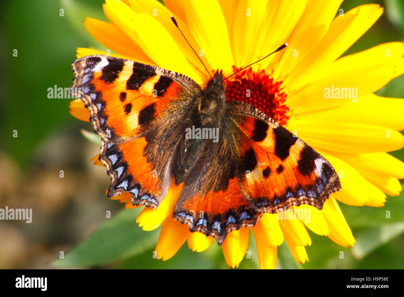 Small Tortoiseshell Butterfly (Aglais urticae Stock Photo - Alamy