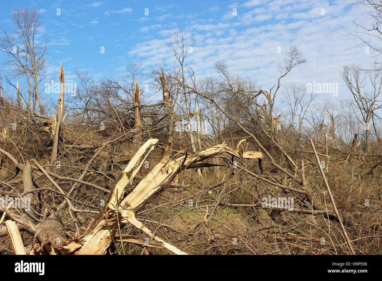 A wooded area decimated by a tornado in Illinois Stock Photo - Alamy