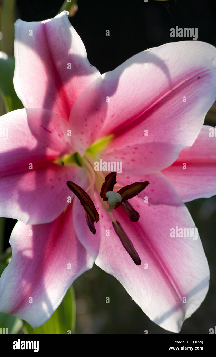 Asiatic Lilies ( Lilium Stock Photo - Alamy