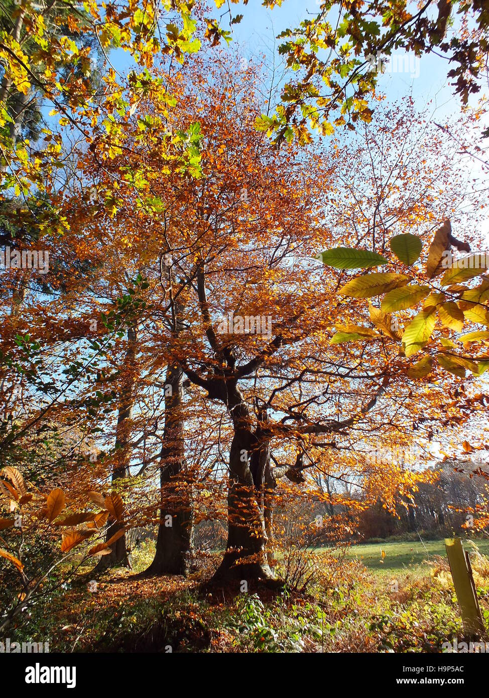 Autumn tree colours Stock Photo - Alamy