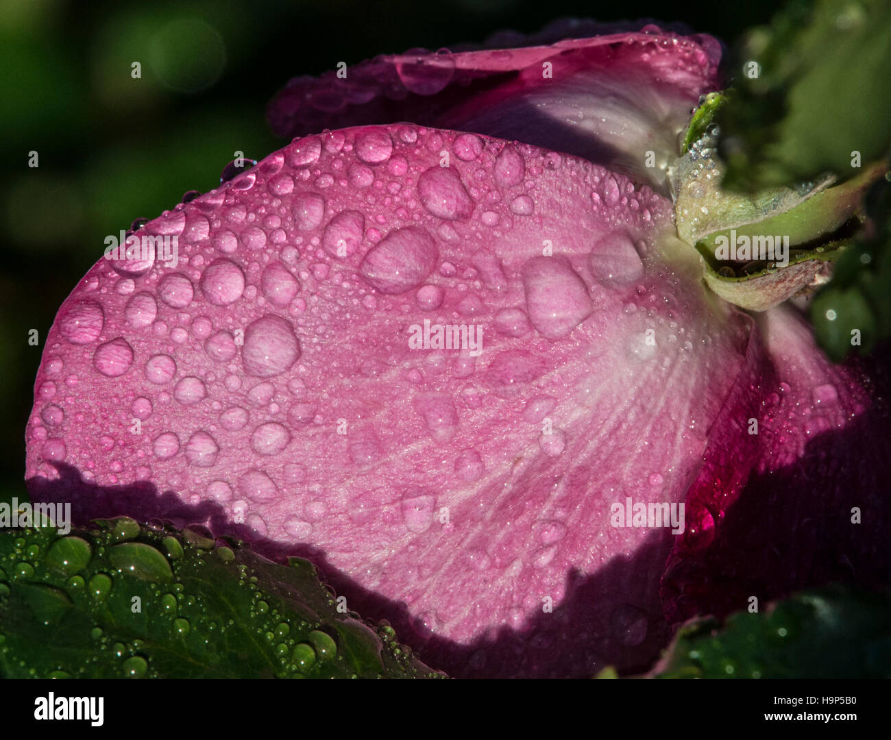 Water droplets on red rose Stock Photo - Alamy
