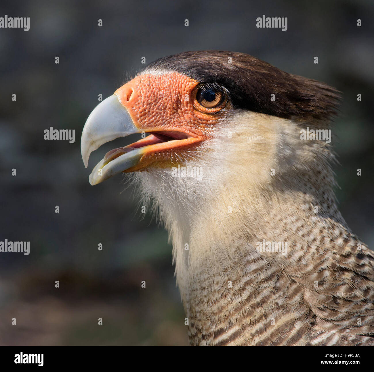 Portrait Crested Caracara Stock Photo - Alamy