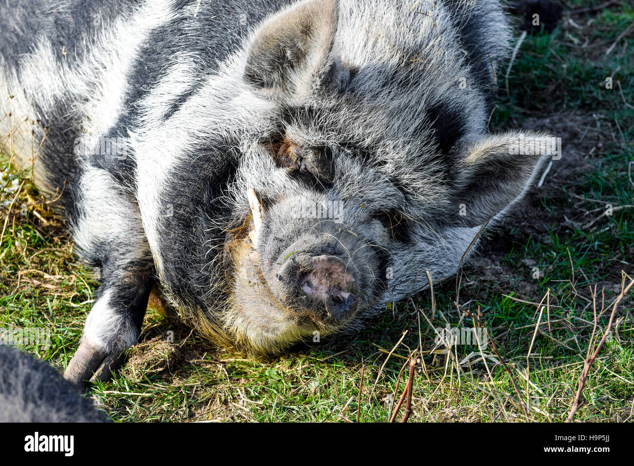 Eagle heights hi-res stock photography and images - Alamy