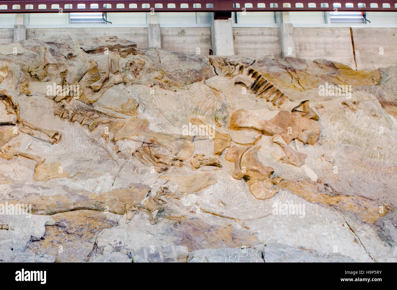 Dinosaur National Monument, Dinosaur, Utah, USA Stock Photo - Alamy