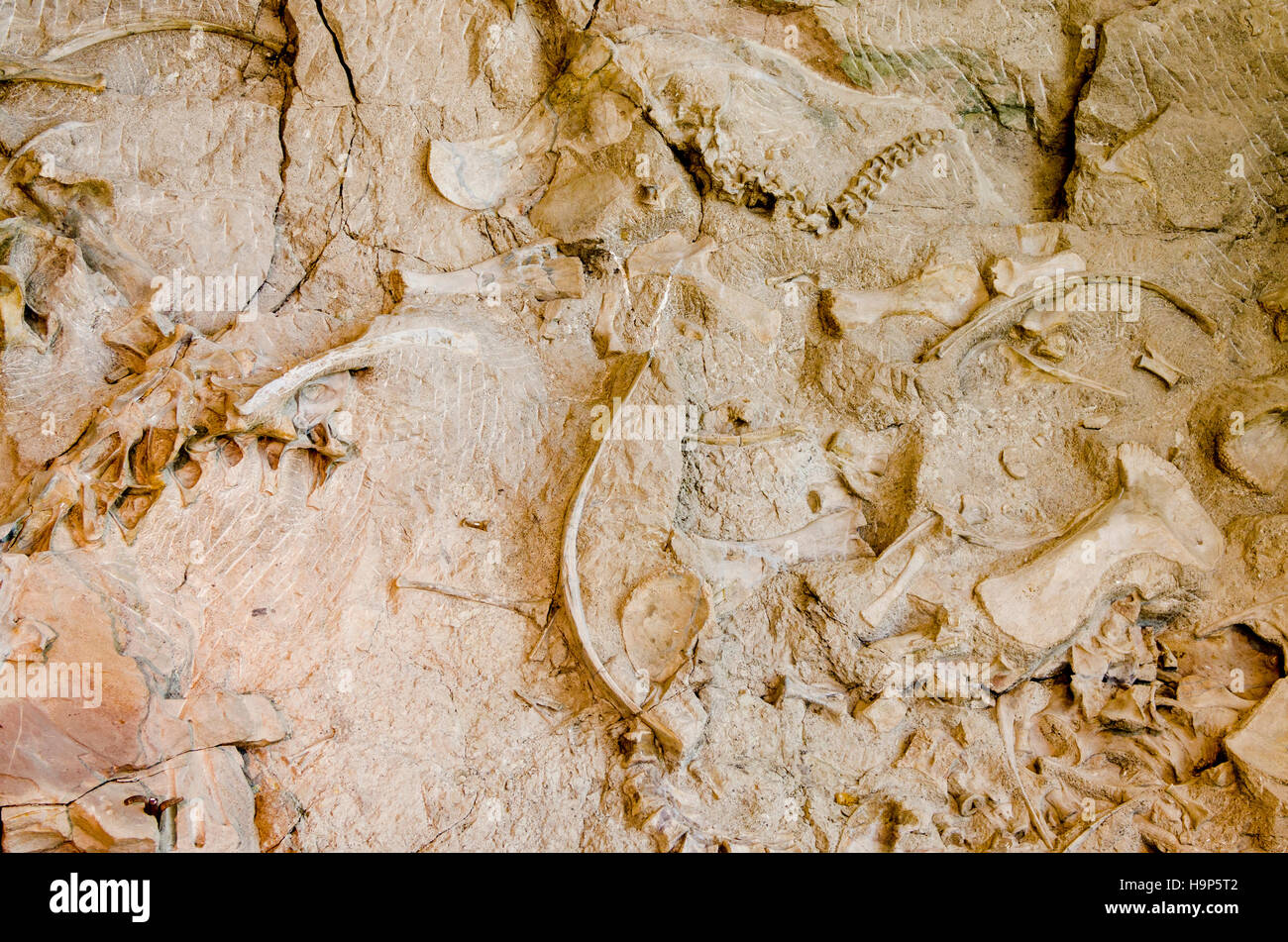 Dinosaur National Monument, Dinosaur, Utah, USA Stock Photo - Alamy