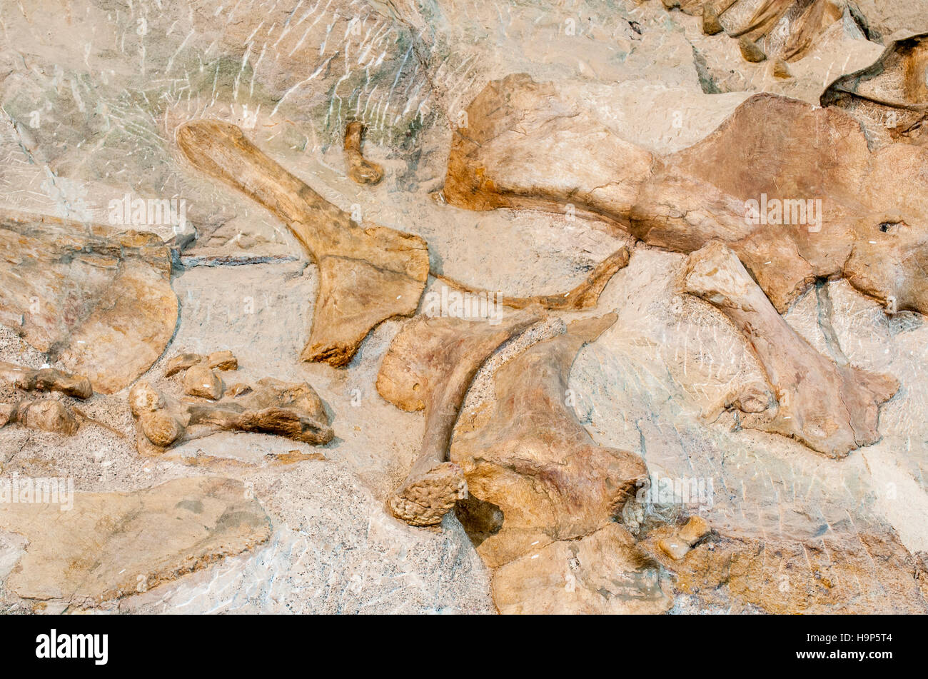 Excavated dinosaur fossils in hi-res stock photography and images - Alamy