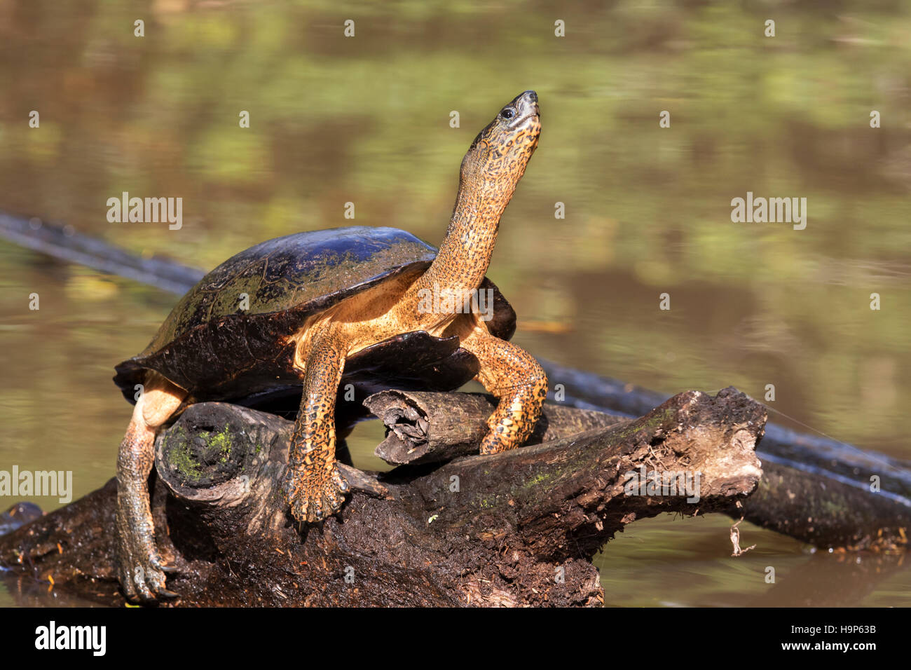 Black river turtle (Rhinoclemmys funerea Stock Photo - Alamy