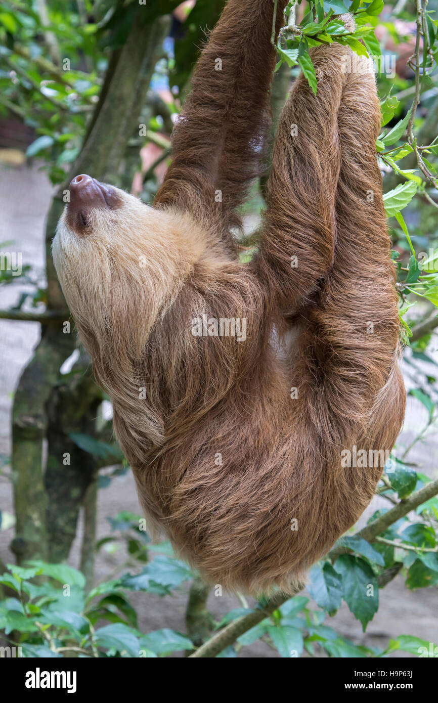 Puerto limon sloth hi-res stock photography and images - Alamy